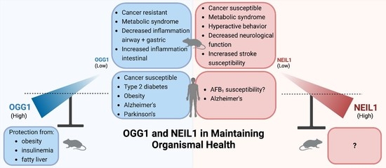 DNA | Free Full-Text | Complex Roles of NEIL1 and OGG1: Insights Gained ...