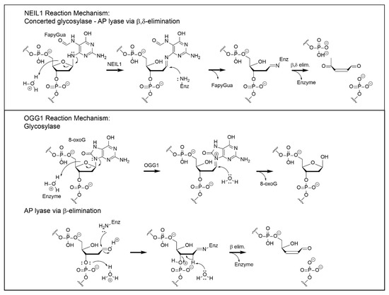Complex Roles of NEIL1 and OGG1: Insights Gained from Murine Knockouts ...