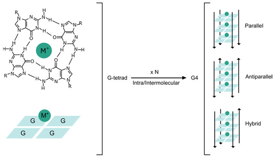 DNA G-Quadruplex-Binding Proteins: An Updated Overview