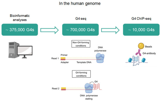 DNA G-Quadruplex-Binding Proteins: An Updated Overview