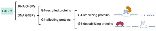 DNA G-Quadruplex-Binding Proteins: An Updated Overview