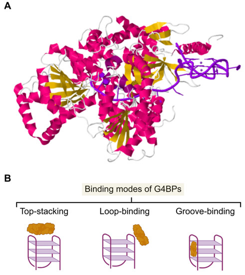 DNA G-Quadruplex-Binding Proteins: An Updated Overview