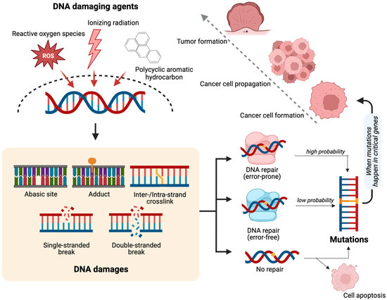 DNA Damage and the Gut Microbiome: From Mechanisms to Disease Outcomes