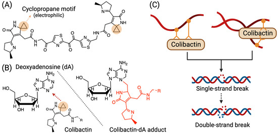 DNA Damage and the Gut Microbiome: From Mechanisms to Disease Outcomes