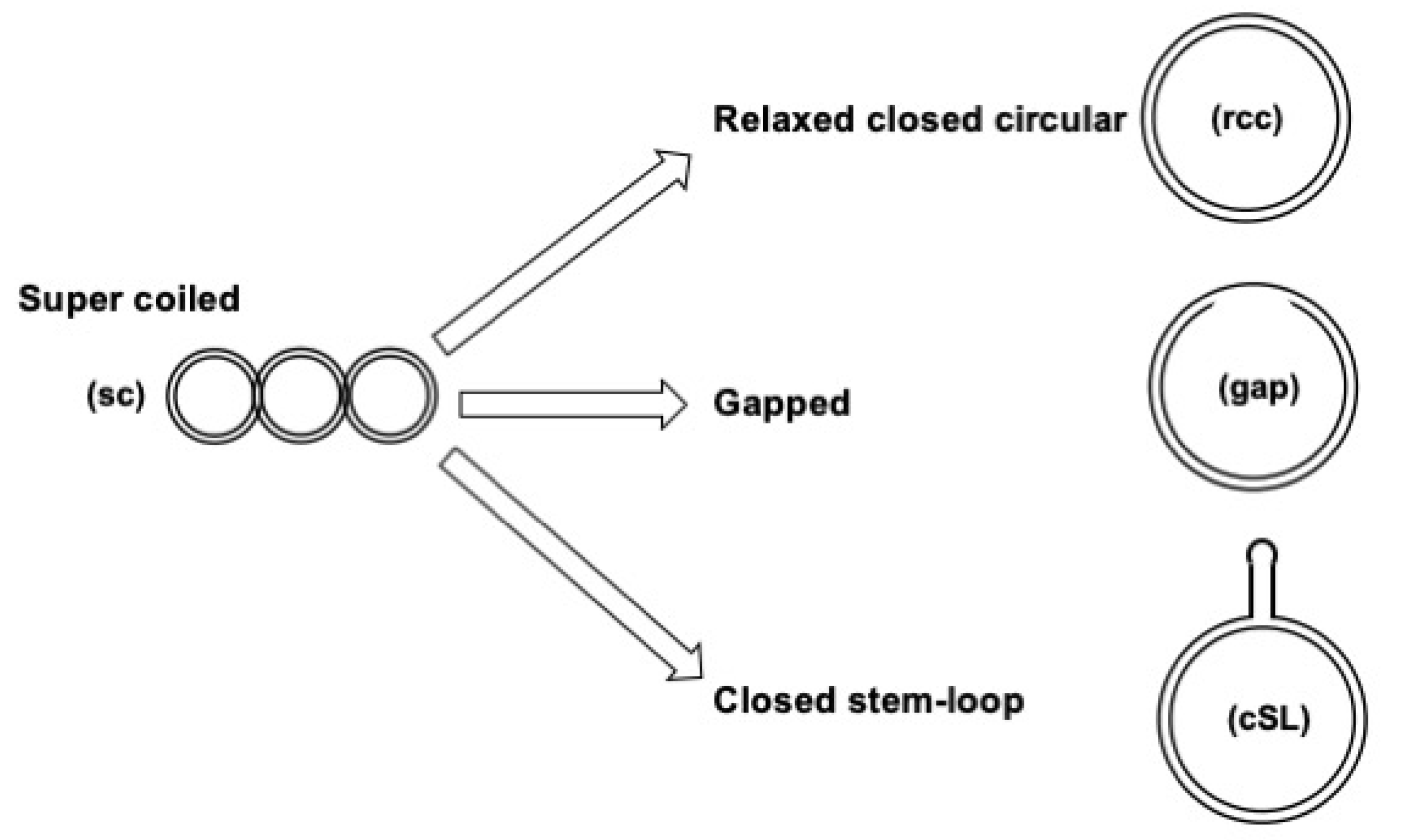 DNA | Free Full-Text | Identification of Proteins Specifically Assembled on a Stem-Loop Composed ...