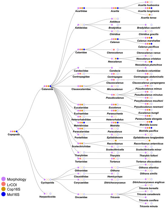 DNA | Free Full-Text | Evaluating Metabarcoding Markers for Identifying Zooplankton and ...
