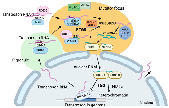 Activity and Silencing of Transposable Elements in C. elegans