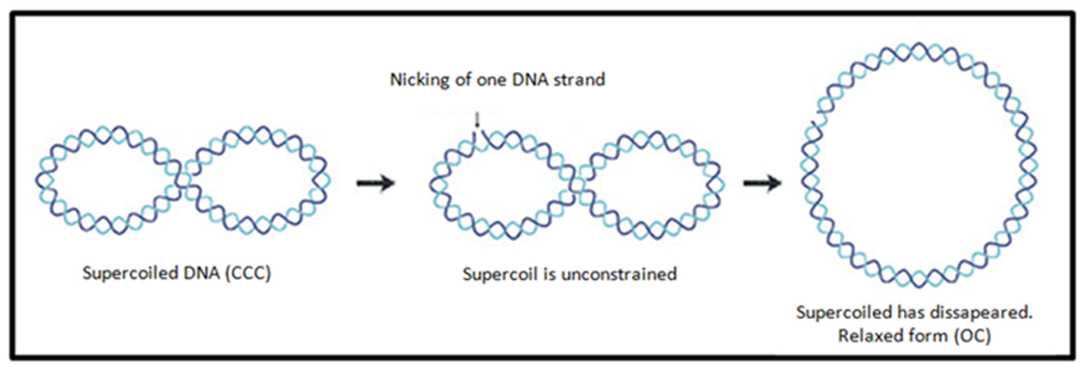Role of Supercoiling and Topoisomerases in DNA Knotting