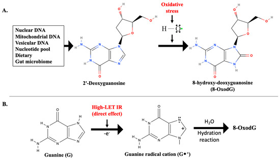 8-OxodG: A Potential Biomarker for Chronic Oxidative Stress Induced by ...