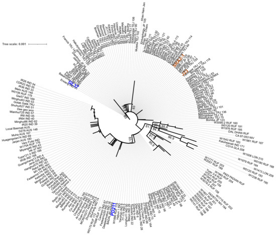 Genome Assembly and Annotation of Vietnamese Rice Lines with Diverse ...