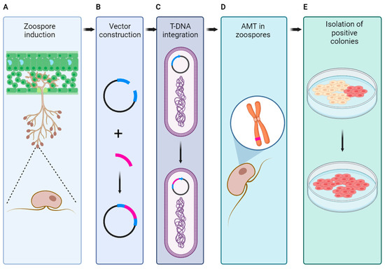 Genetic Engineering in Bacteria, Fungi, and Oomycetes, Taking Advantage ...