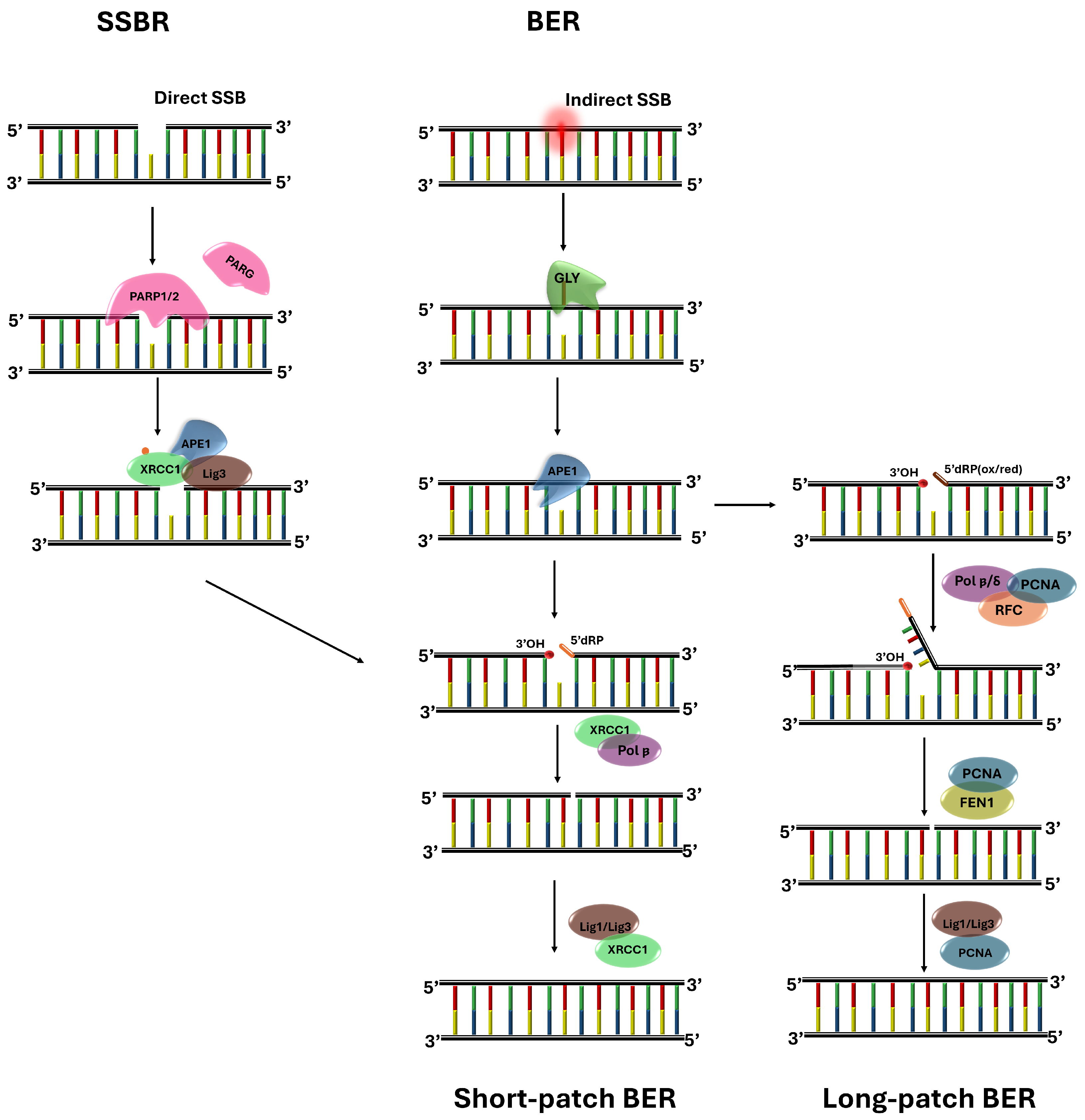Cell Senescence and the DNA Single-Strand Break Damage Repair Pathway