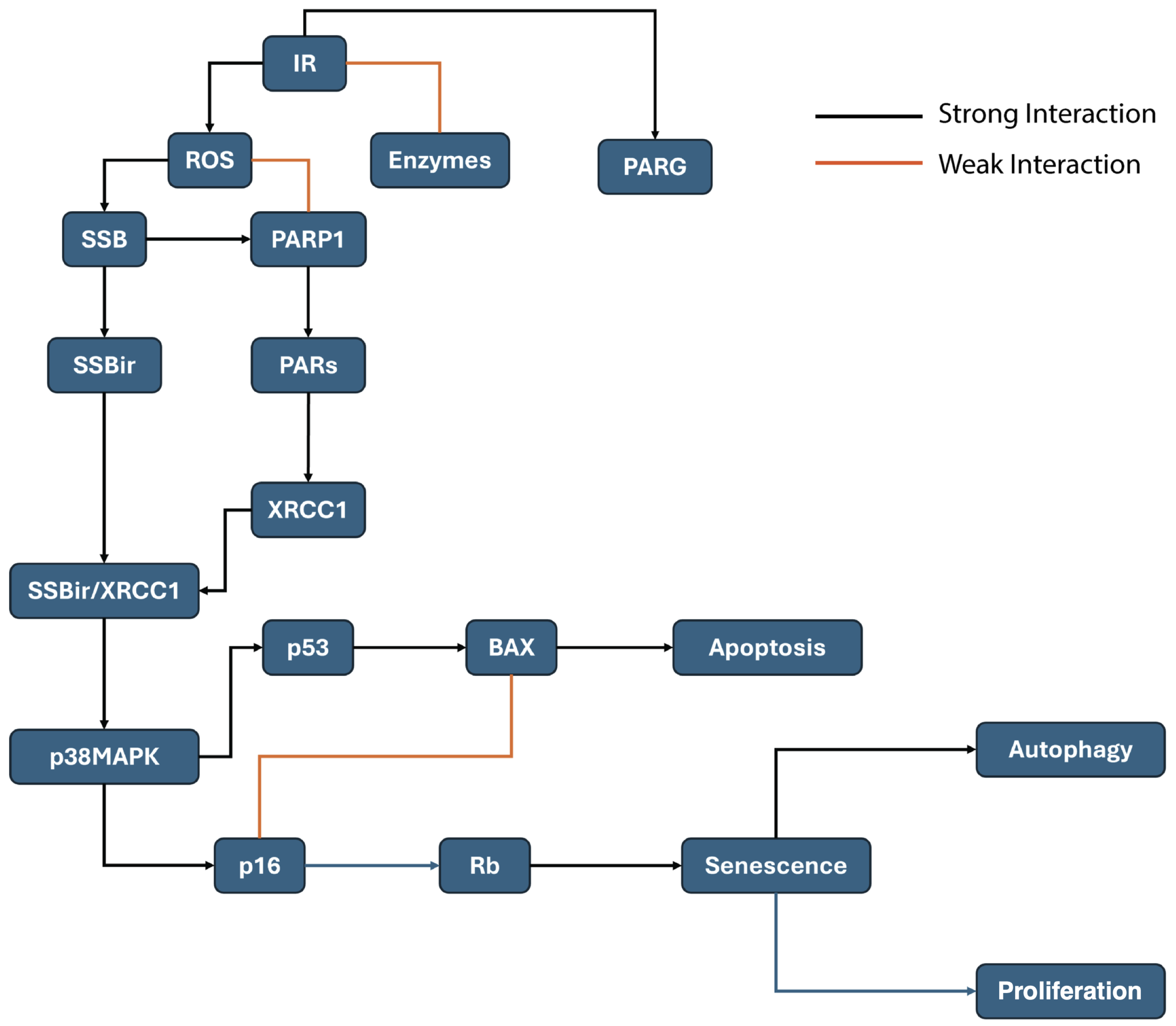 Cell Senescence and the DNA Single-Strand Break Damage Repair Pathway