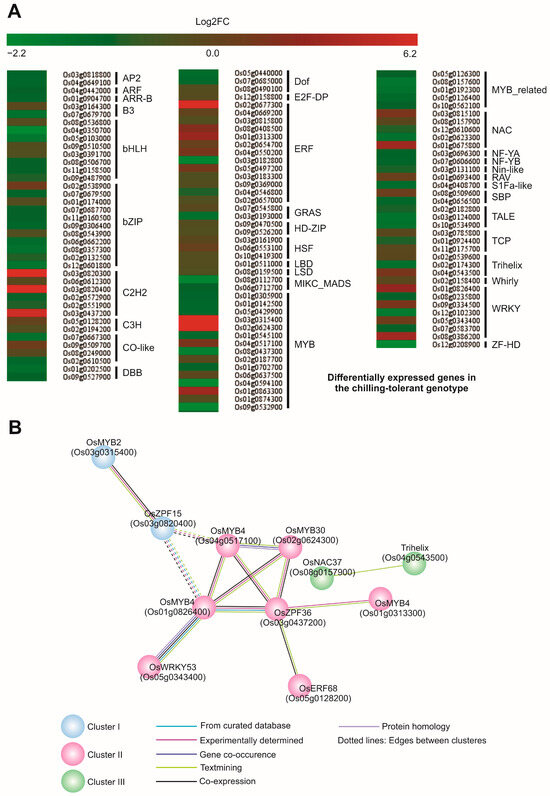 Uncovering Key Transcription Factors Driving Chilling Stress Tolerance ...