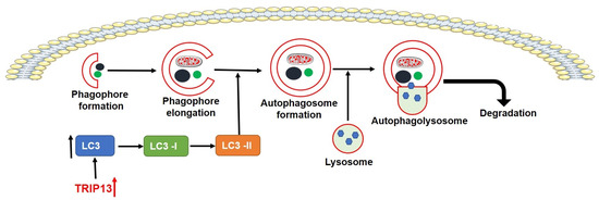 Targeting Thyroid Hormone Receptor Interacting Protein (TRIP13) for ...