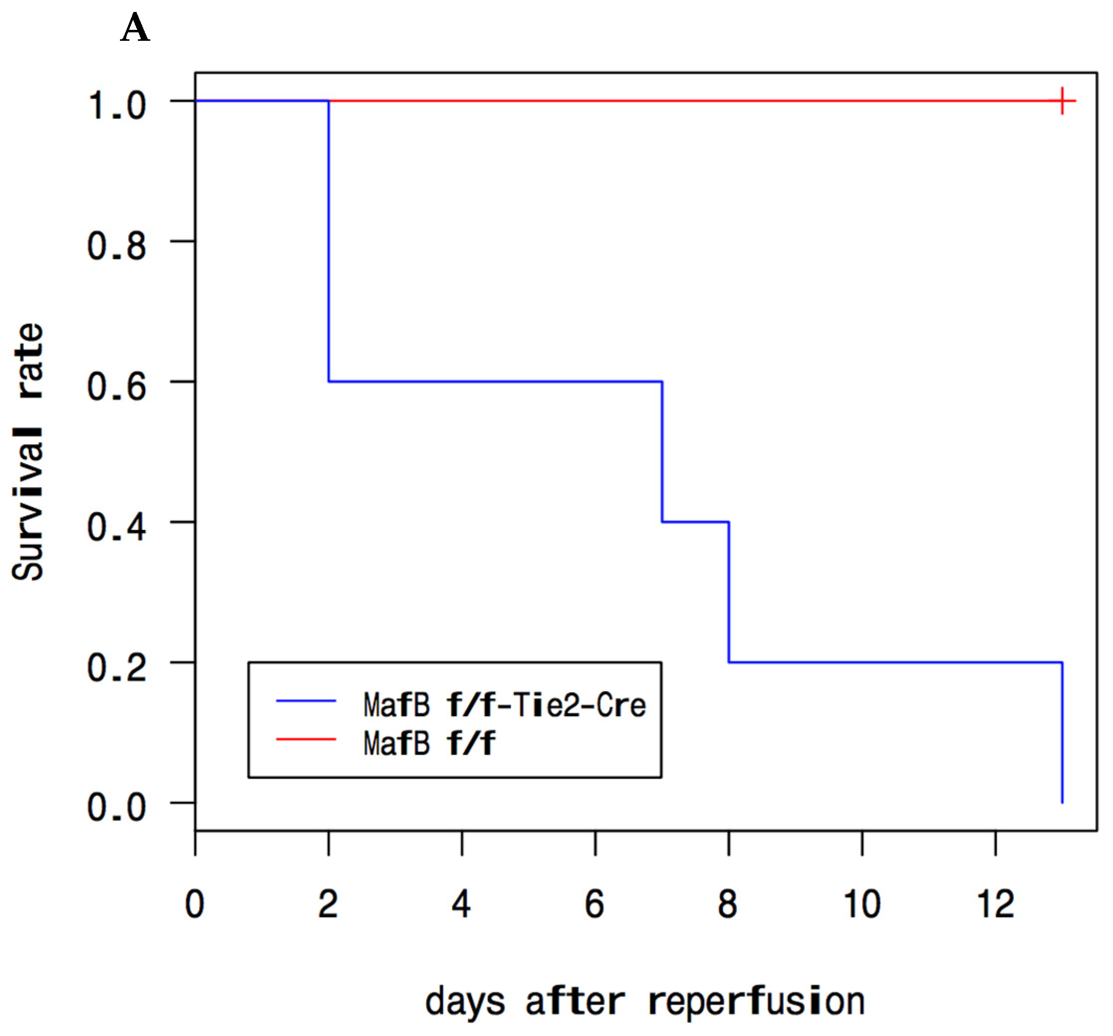MafB Transcription Factor Involved in IRD-Induced AKI (Acute Kidney ...