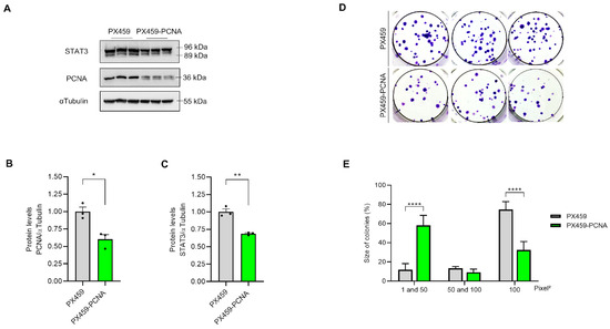 Partial Proliferating Cell Nuclear Antigen Functional Knockout Impairs ...