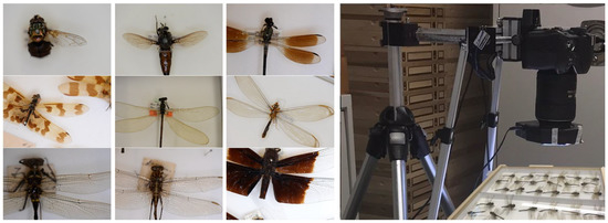 Biomimetic Drones Inspired by Dragonflies Will Require a Systems Based ...