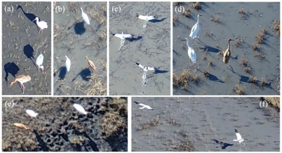 Drones | Free Full-Text | Surveys of Large Waterfowl and Their Habitats ...