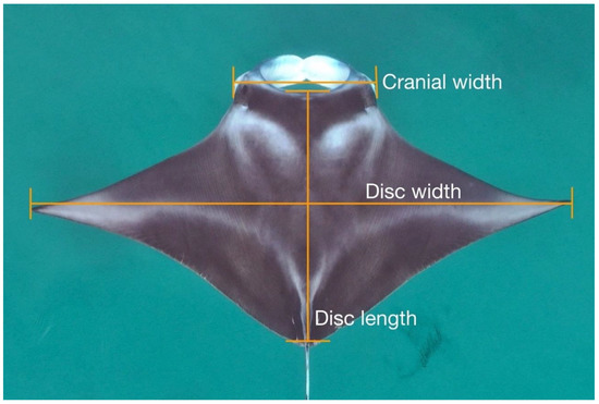 How Big Is That Manta Ray? A Novel and Non-Invasive Method for ...