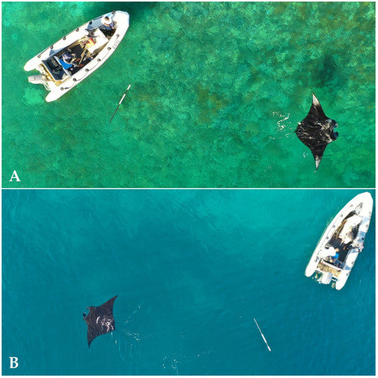 How Big Is That Manta Ray? A Novel and Non-Invasive Method for ...