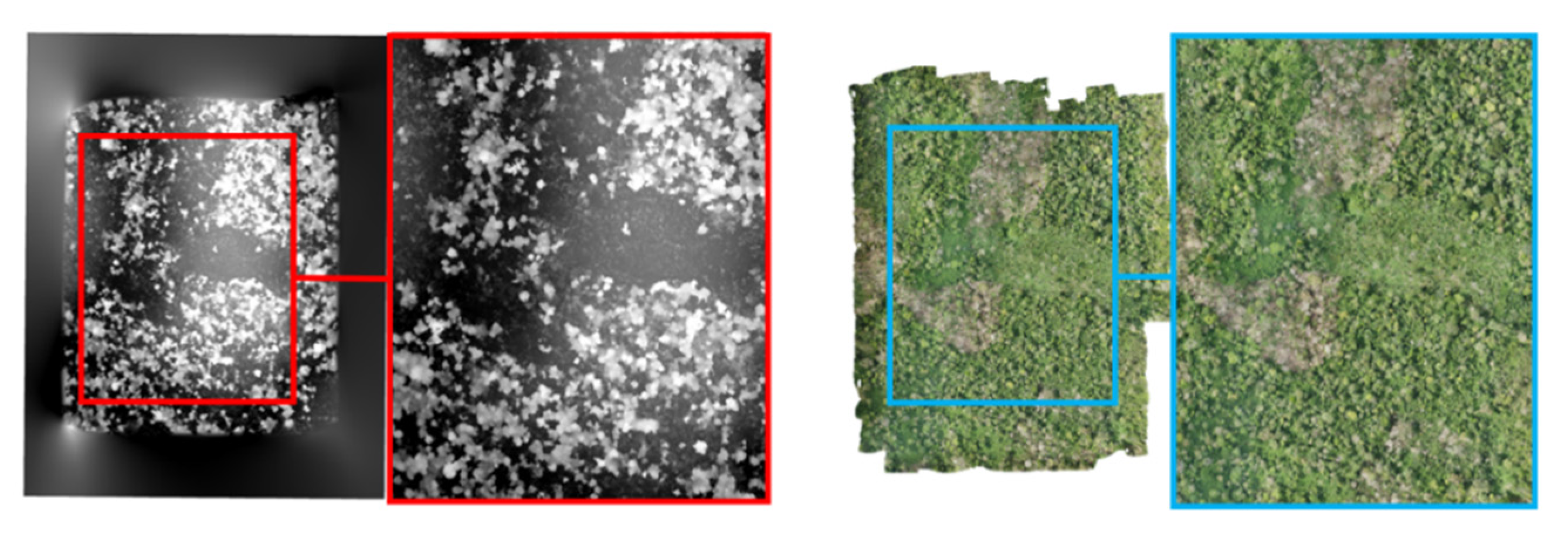 Detection of Forest Tree Losses in Côte d’Ivoire Using Drone Aerial Images