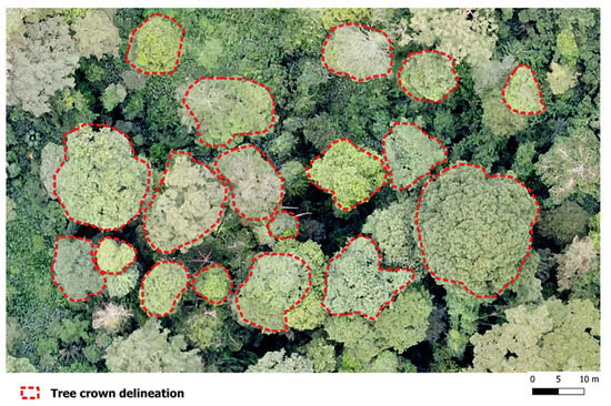 Detection of Forest Tree Losses in Côte d’Ivoire Using Drone Aerial Images