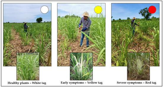 Detection of White Leaf Disease in Sugarcane Using Machine Learning Techniques over UAV ...