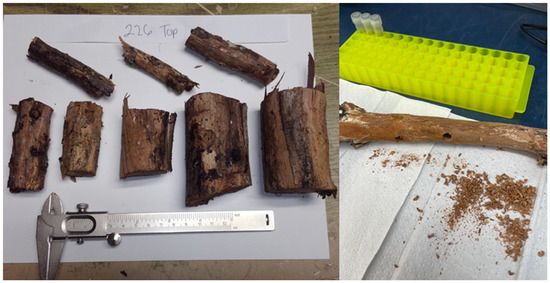 Aerial Branch Sampling to Detect Forest Pathogens