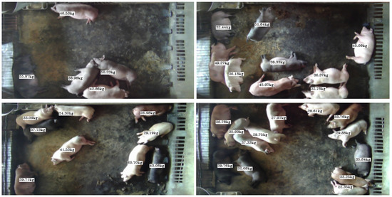 Smart Decision-Support System for Pig Farming