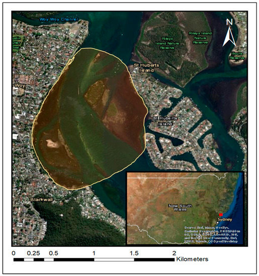 Estuary Stingray (Dasyatis fluviorum) Behaviour Does Not Change in ...