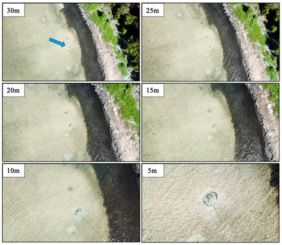 Estuary Stingray (Dasyatis fluviorum) Behaviour Does Not Change in ...