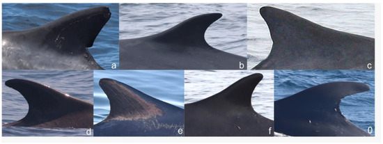 A Novel Technique for Photo-Identification of the Fin Whale ...