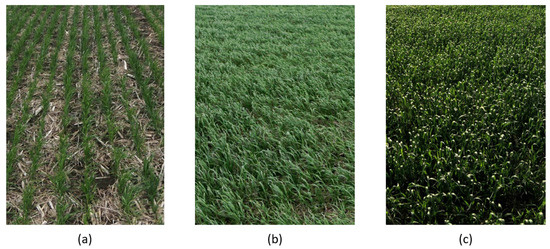A Ground Point Fitting Method for Winter Wheat Height Estimation Using ...