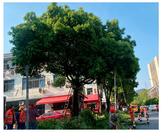 Urban Forest Above-Ground Biomass Estimation Based on UAV 3D Real Scene