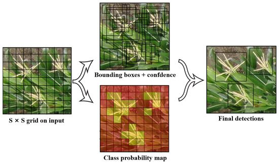 Tassel-YOLO: A New High-Precision and Real-Time Method for Maize Tassel Detection and Counting ...