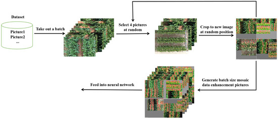 Drones | Free Full-Text | Tassel-YOLO: A New High-Precision and Real ...