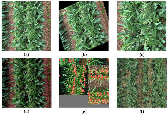 Tassel-YOLO: A New High-Precision and Real-Time Method for Maize Tassel Detection and Counting ...