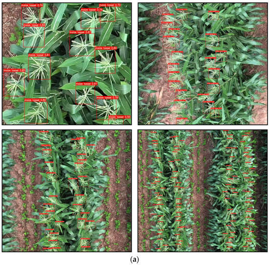 Tassel-YOLO: A New High-Precision and Real-Time Method for Maize Tassel ...