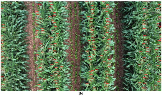 Tassel-YOLO: A New High-Precision and Real-Time Method for Maize Tassel Detection and Counting ...