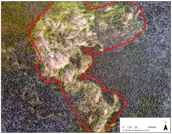 The Dynamic Nature of Wrack: An Investigation into Wrack Movement and ...