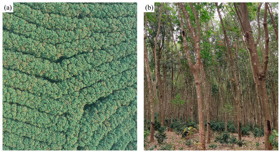 Rubber Tree Recognition Based on UAV RGB Multi-Angle Imagery and Deep ...