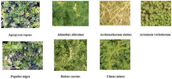 Automated Identification and Classification of Plant Species in ...