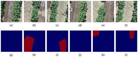 Drones | Free Full-Text | Deep Learning-Based Weed Detection Using UAV ...