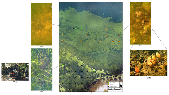 Drones | Free Full-Text | UAV-Based Subsurface Data Collection Using a Low-Tech Ground-Truthing ...