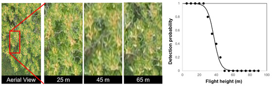 The Detection of Tree of Heaven (Ailanthus altissima) Using Drones and ...