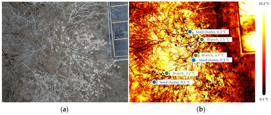 The Detection of Tree of Heaven (Ailanthus altissima) Using Drones and ...