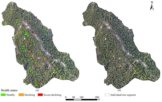Assessment of the Health Status of Old Trees of Platycladus orientalis ...