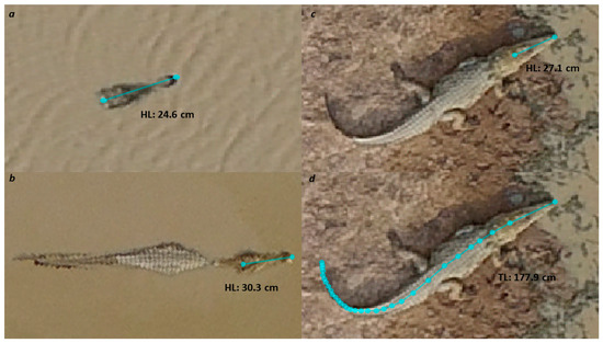 Estimating Total Length of Partially Submerged Crocodylians from Drone ...