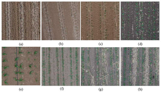 Comparison and Optimal Method of Detecting the Number of Maize ...